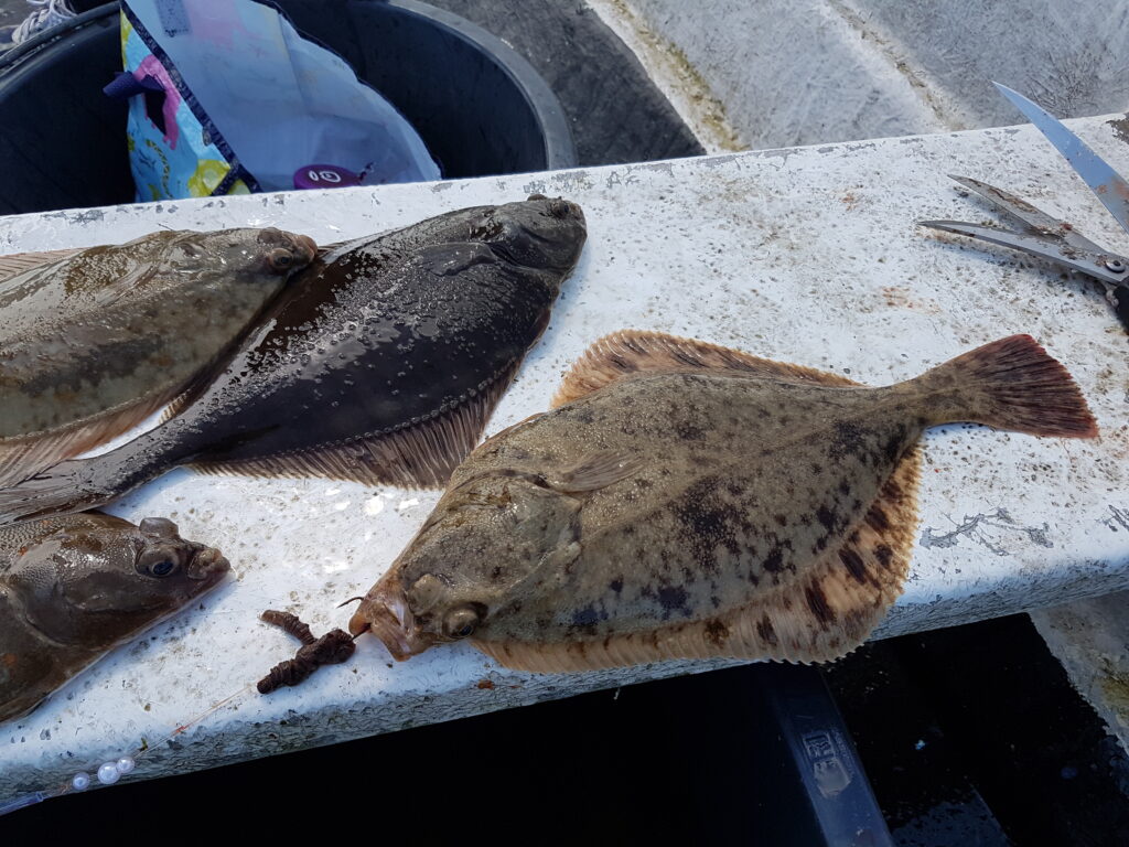 Fladfisk fra båd - Sådan fanger du fladfisk - Fangdinmad